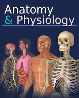 Simulation Curriculum Anatomy and Physiology Digital Textbook Classroom ...